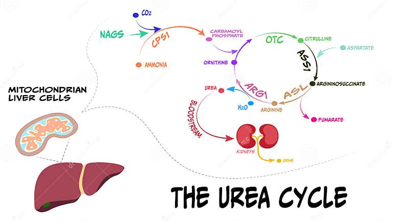 Urea Cycle Diagram stock vector. Illustration of proteins - 252113574