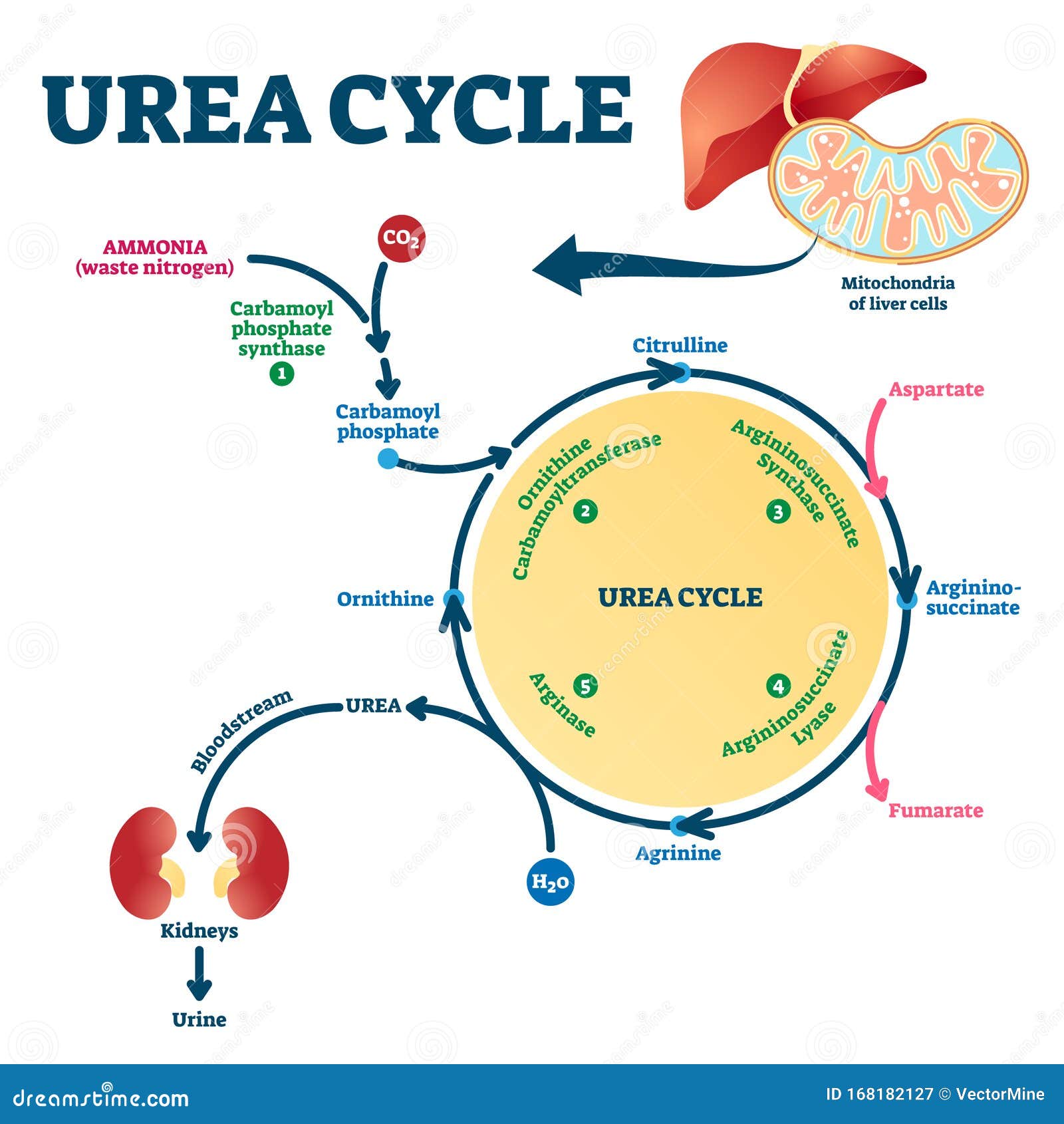 Urea Cycle Vector Illustration. Labeled Educational Ornithine ... Urea Cycle Vector Illustration. Labeled Educational Ornithine ...