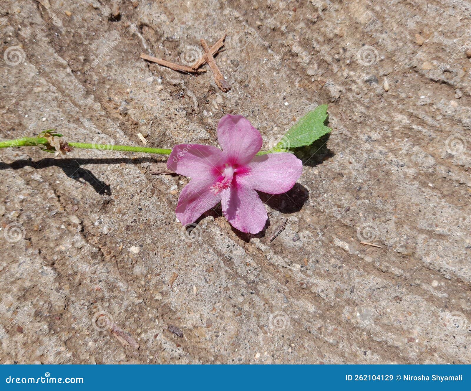 Urena lobata stock image. Image of spring, insect, petal - 262104129