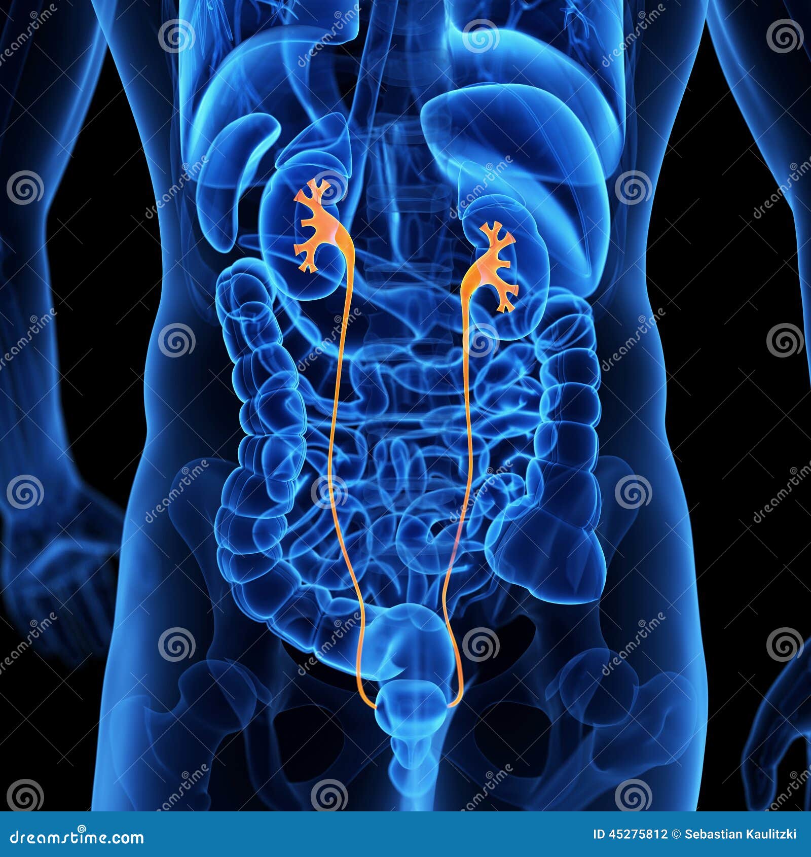 Ureter stock illustratie. Illustration of urineleider - 45275812