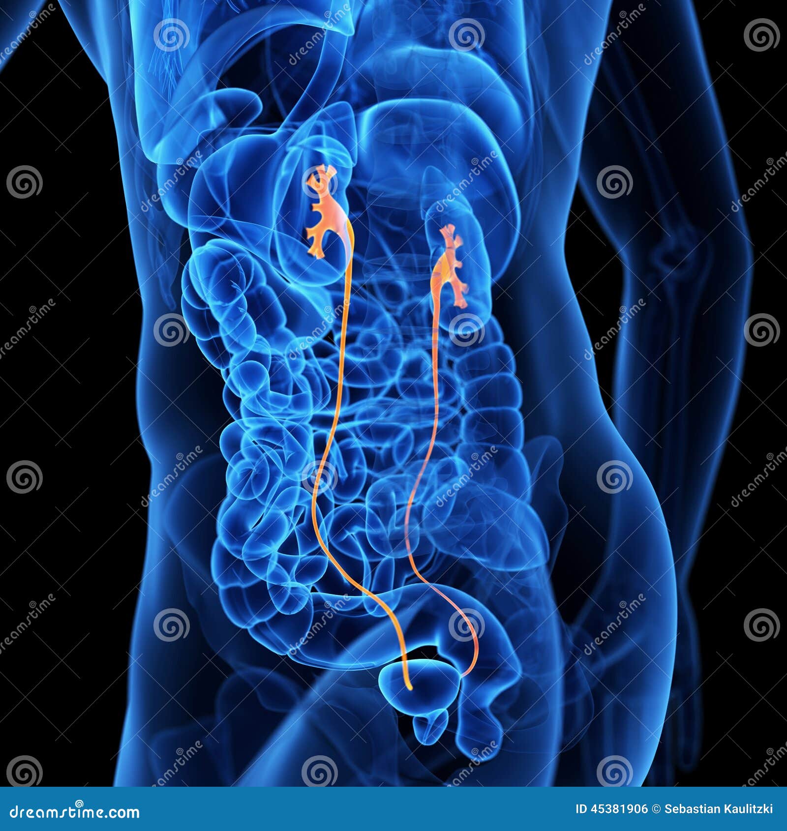 The ureter stock illustration. Illustration of science - 45381906