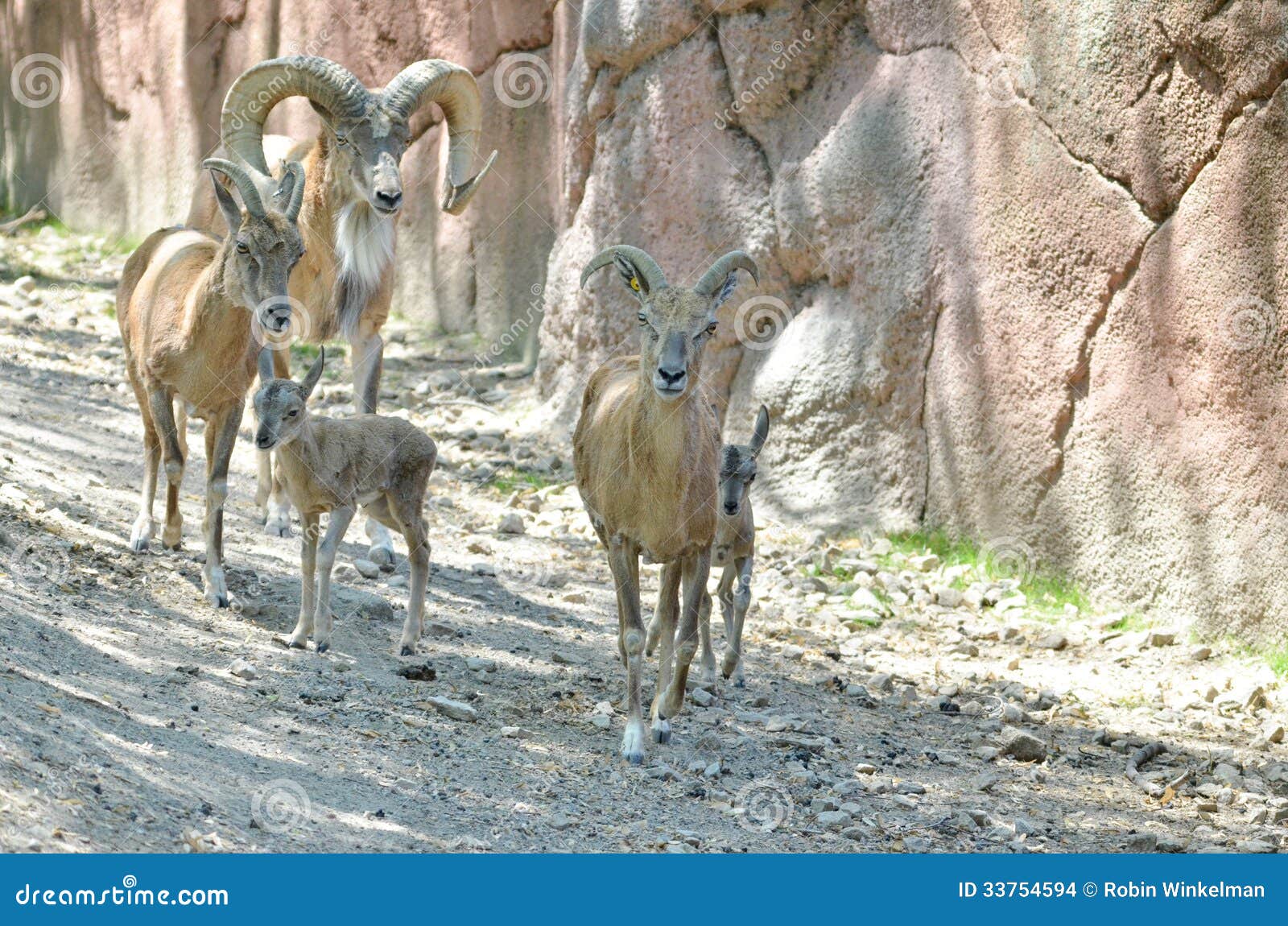 Urial family stock photo. Image of shaggy, brown, family - 33754594