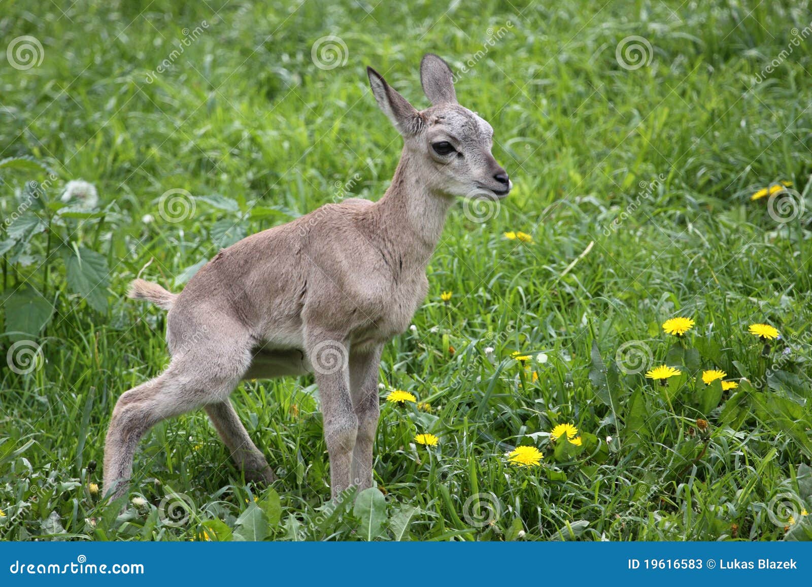 Urial juvenile stock image. Image of vignei, nature, juvenile - 19616583