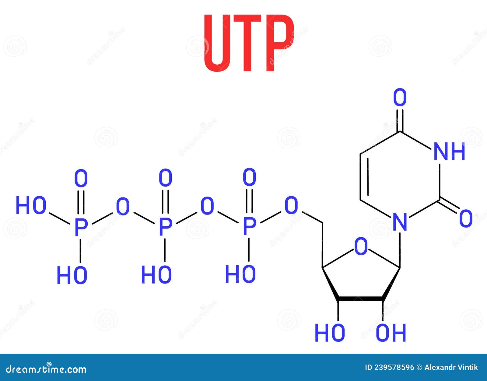 Uridine Triphosphate UTP Nucleotide Molecule. Building Block Of RNA ...