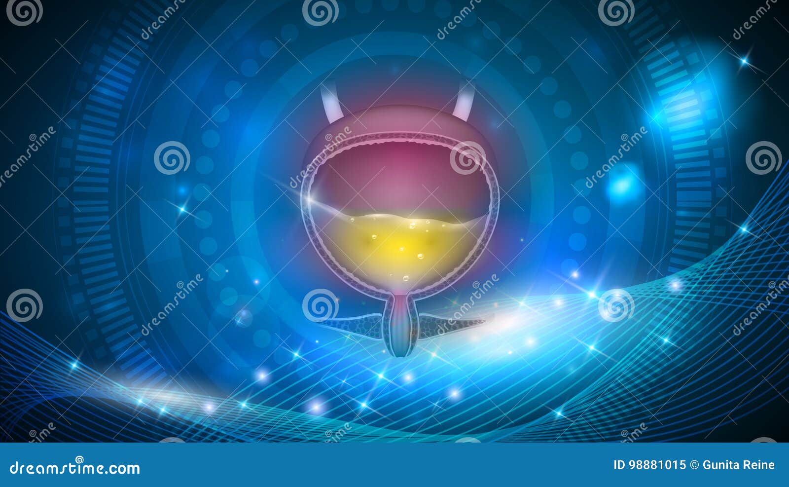 Urinary Bladder Anatomy 3d Medical Illustration Royalty-Free Cartoon ...