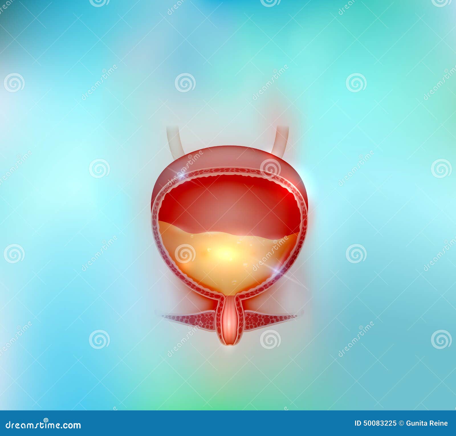 Urinary bladder background stock vector. Illustration of medicine ...