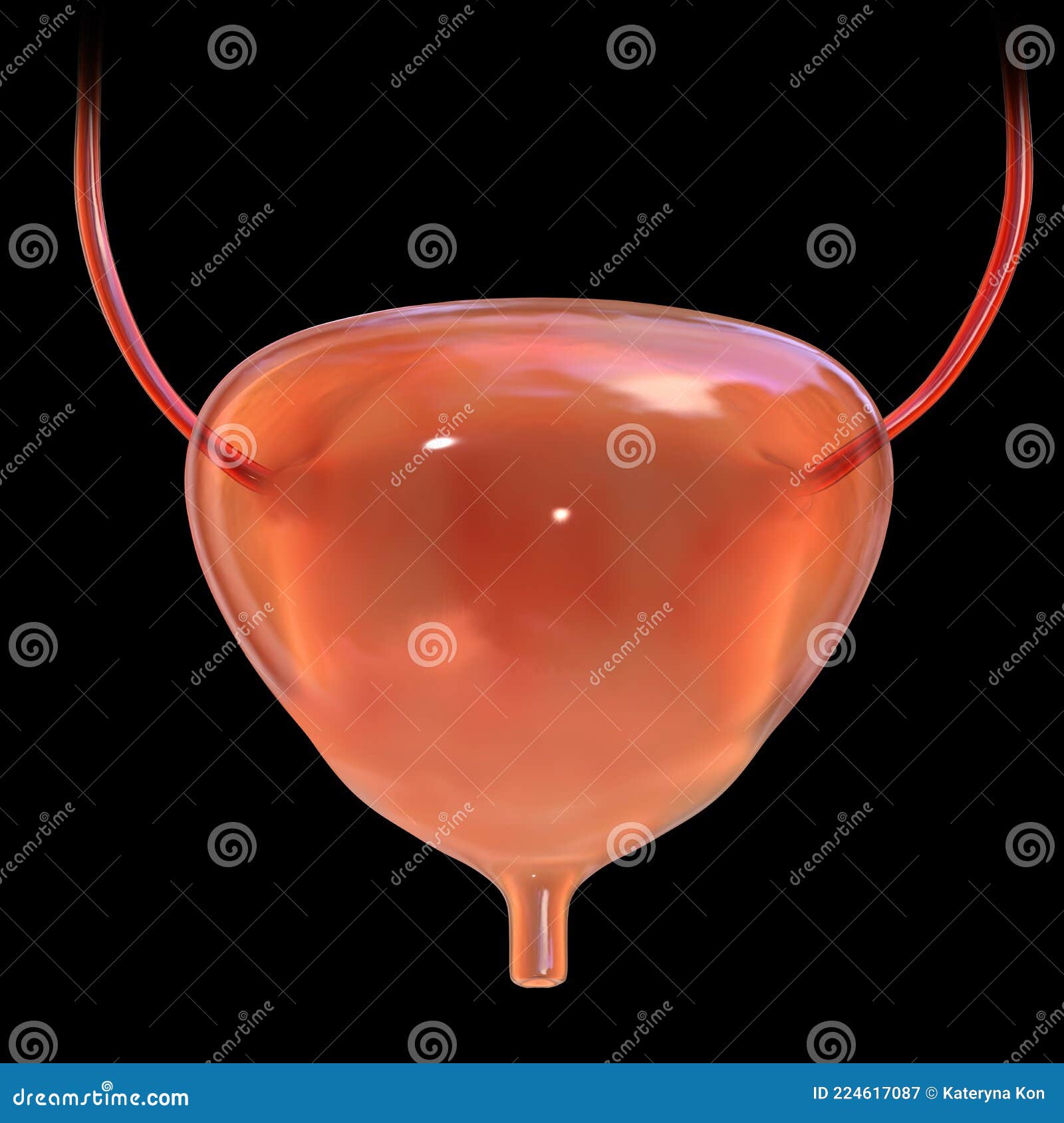 Urinary Bladder, 3D Illustration Stock Illustration - Illustration of ...