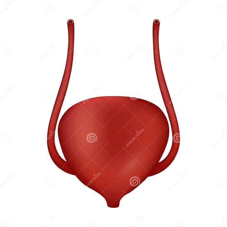 Urinary Bladder of Human . Urological System . Realistic Design ...