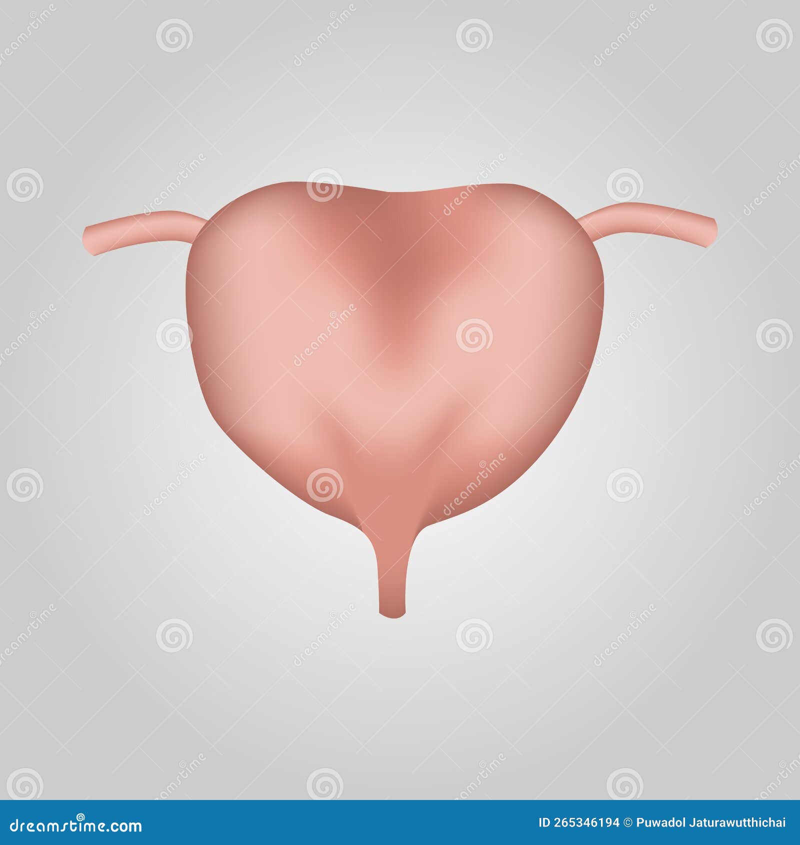 Real Bladder