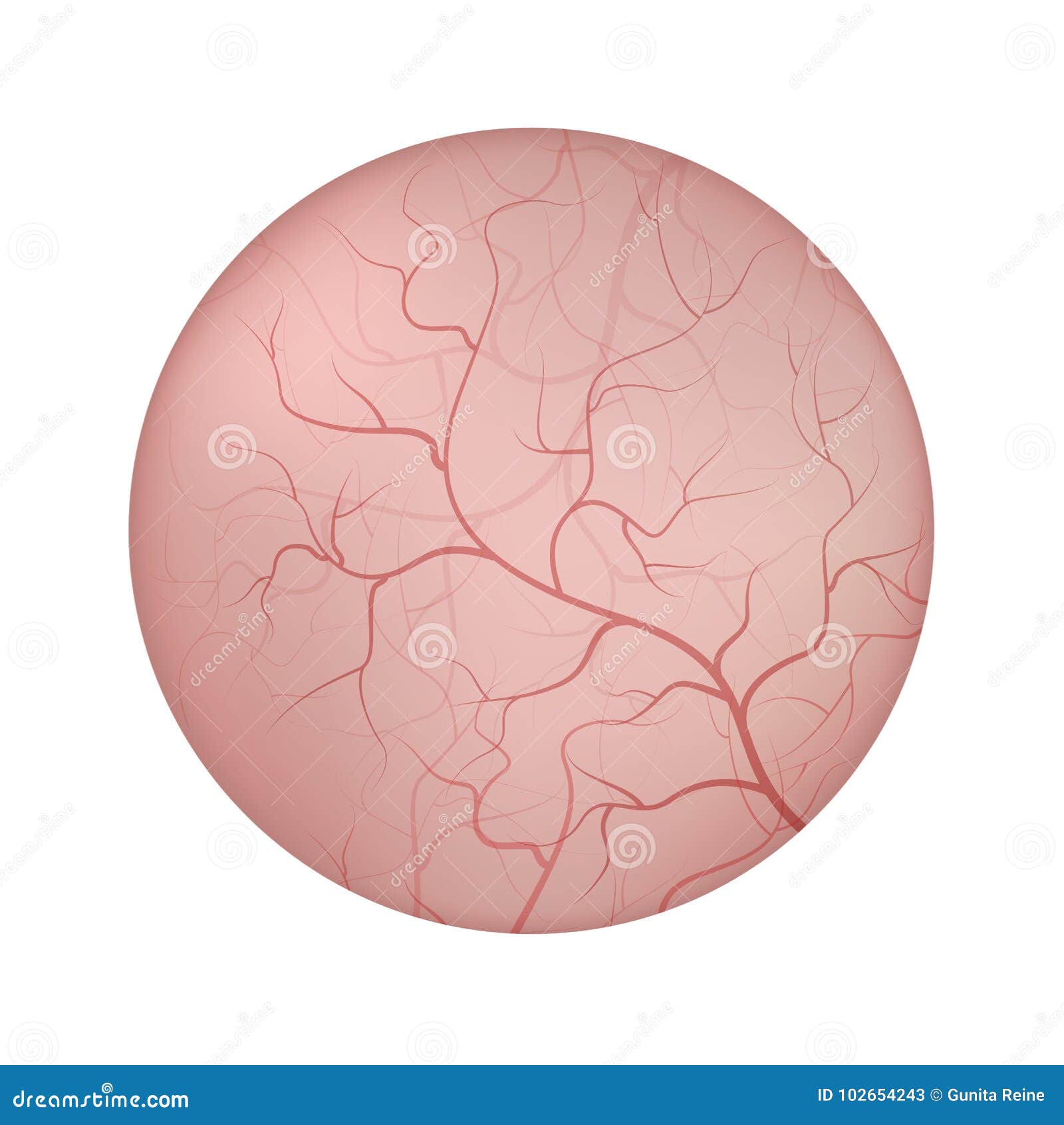 Urinary bladder inside stock vector. Illustration of surface - 102654243