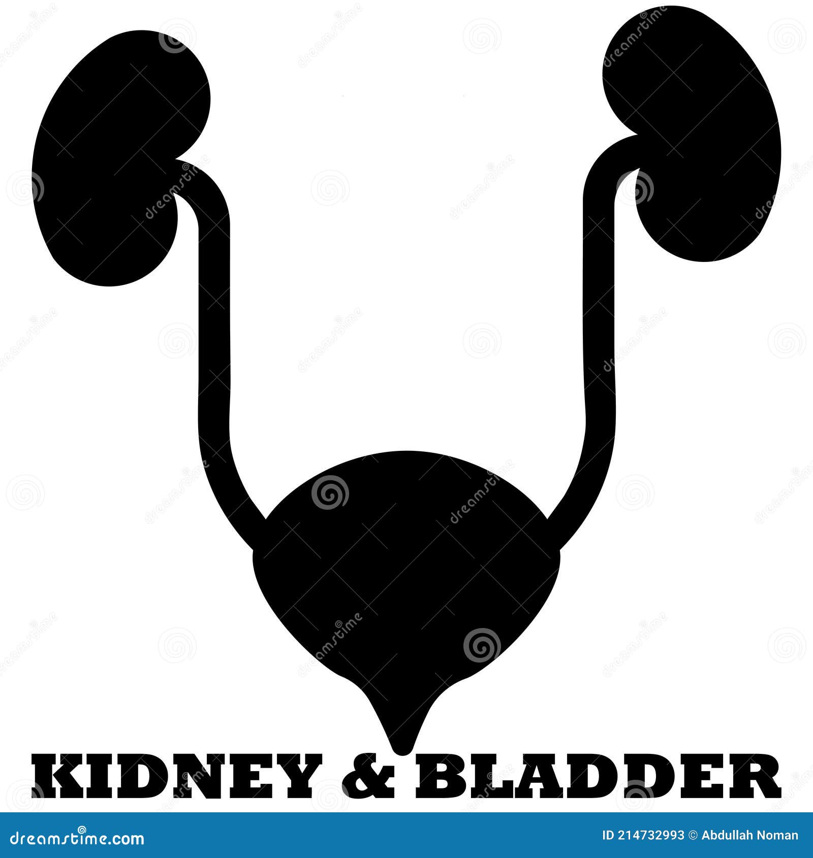 Urinary Bladder And Kidney Cartoon Vector | CartoonDealer.com #214732993