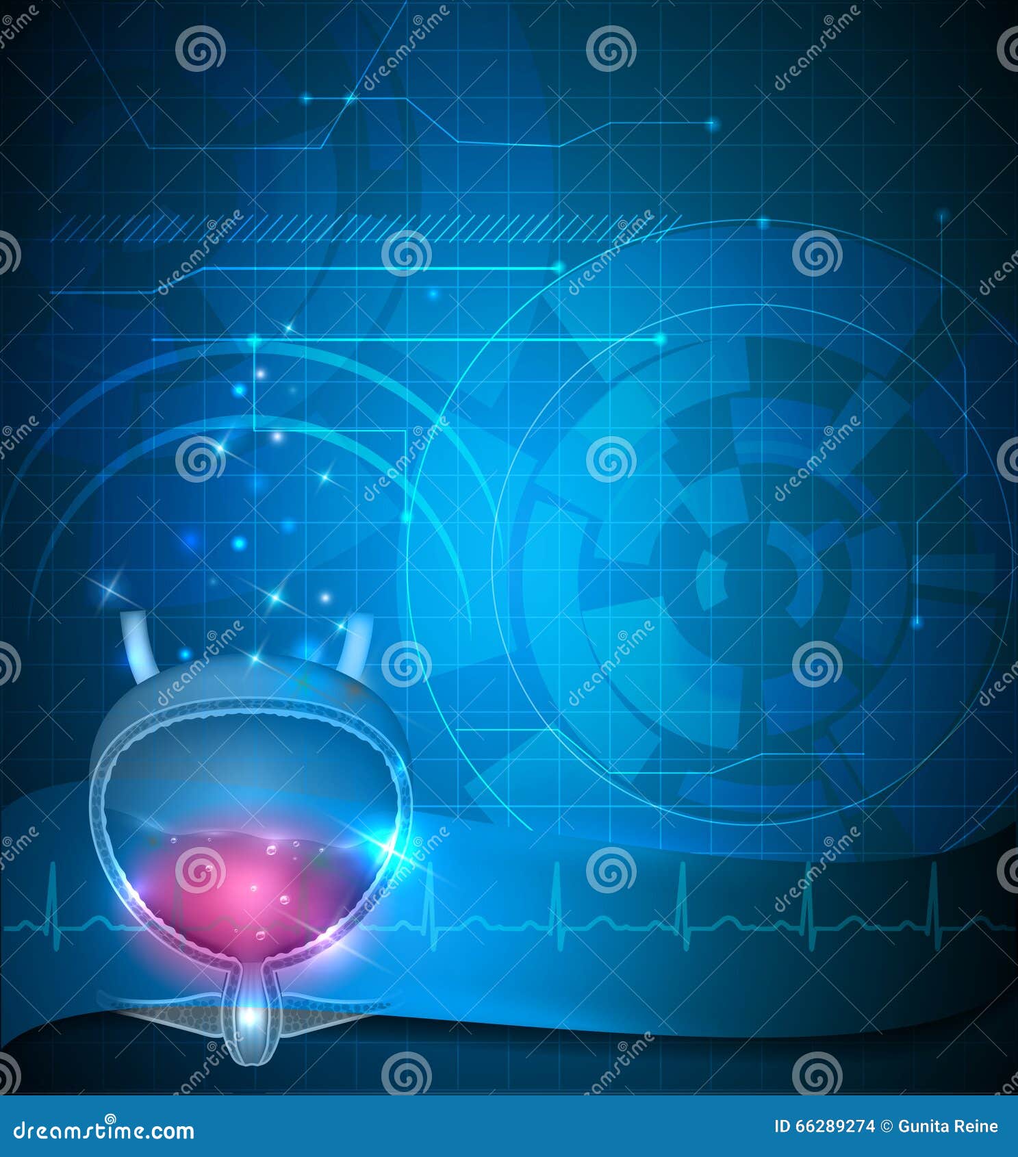 Urinary Bladder And Kidney Cartoon Vector | CartoonDealer.com #214732993