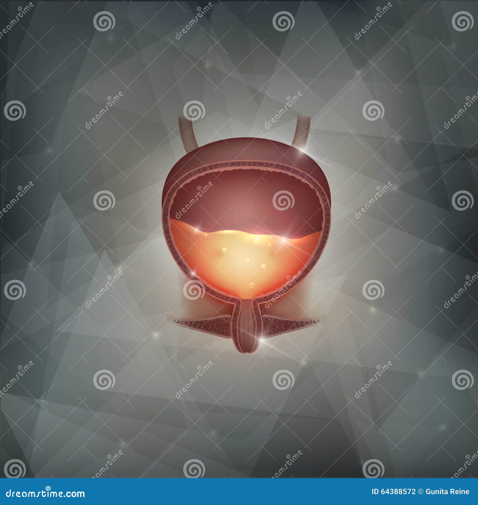 Urinary Bladder Triangle Background Stock Vector - Illustration of ...