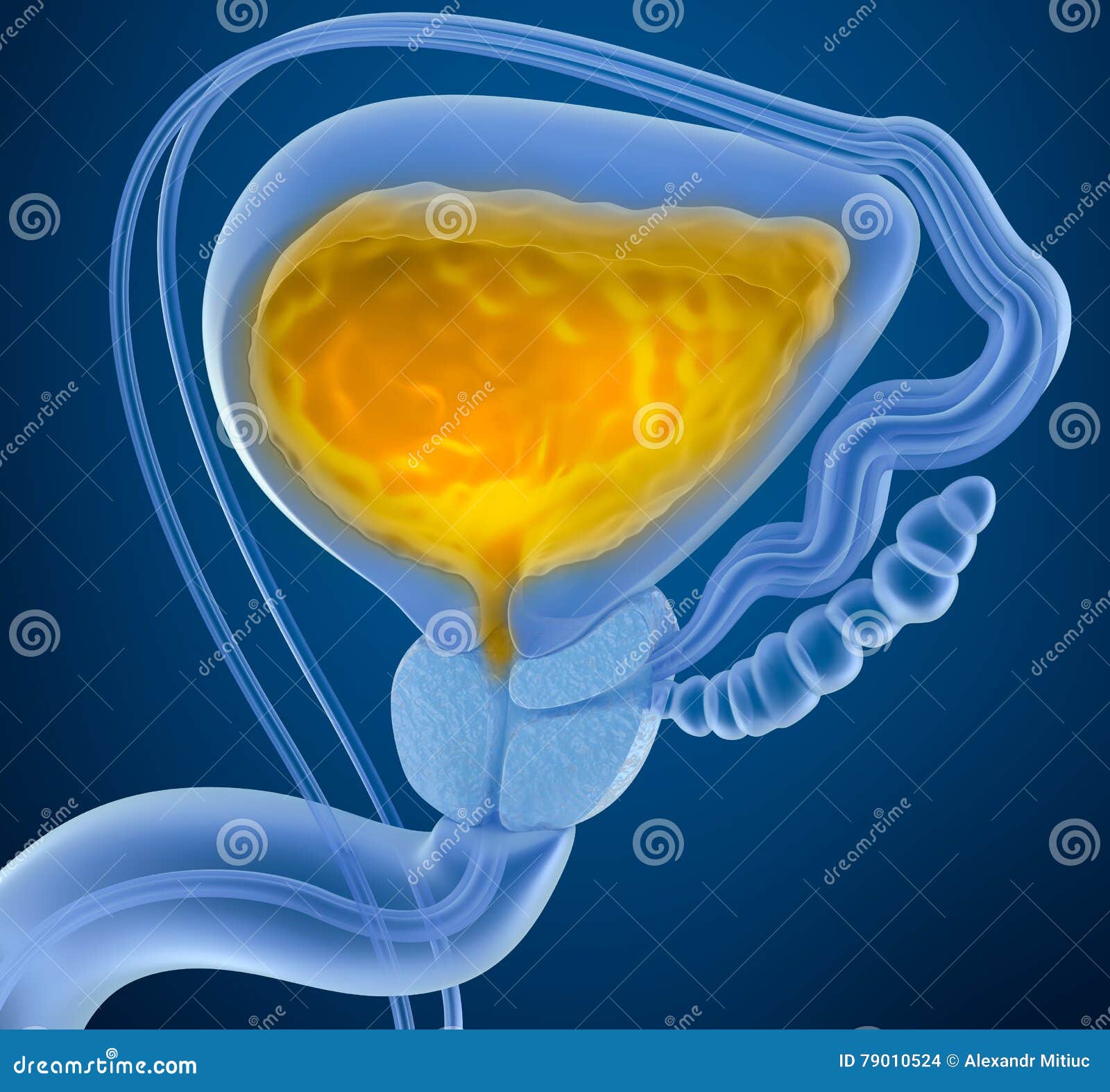 Urinary Bladder With Urine. Cross Section Of Urinary Bladder. Royalty ...