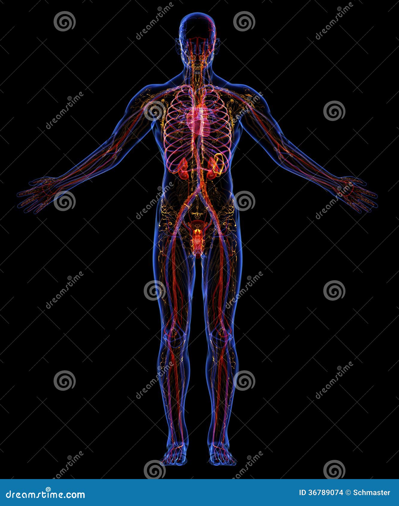 Urinary, Lymphatic and Circulatory System Stock Illustration ...