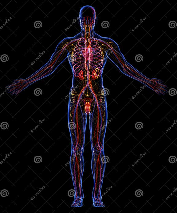 Urinary, Lymphatic and Circulatory System Stock Illustration ...