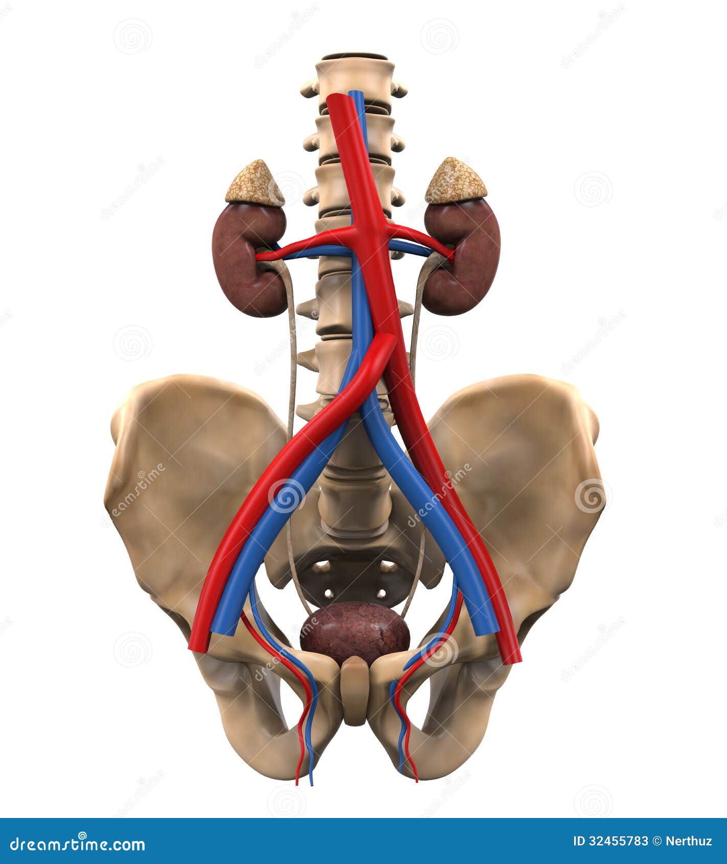 Urinary Renal System stock illustration. Illustration of aorta - 32455783