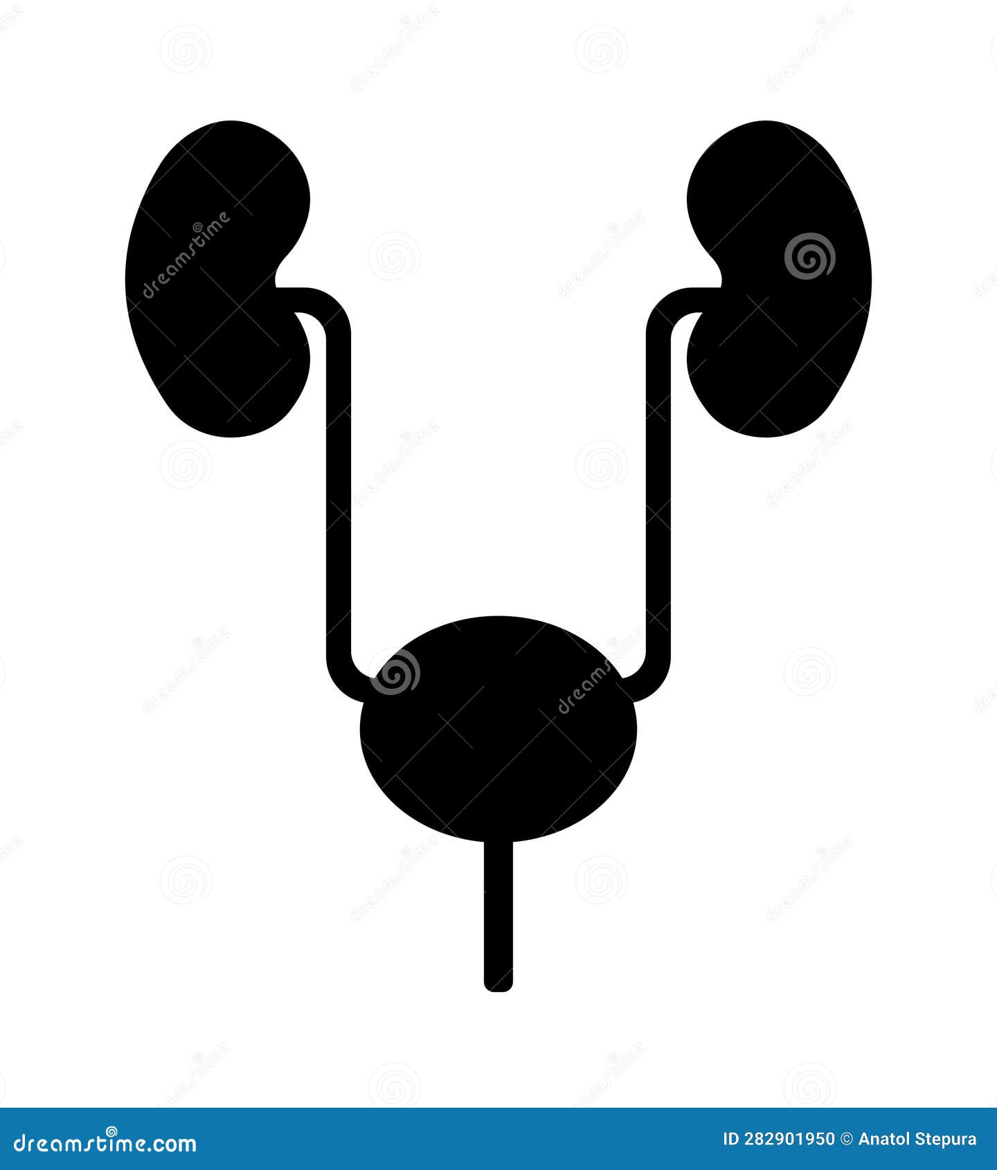 Black Silhouette Of Human Urinary System Vector Illustration ...
