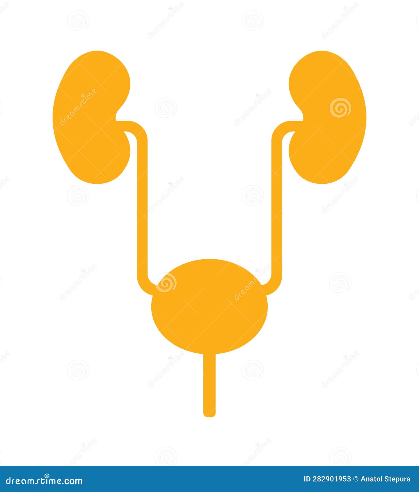 Yellow Silhouette Of Human Urinary System Cartoon Vector ...
