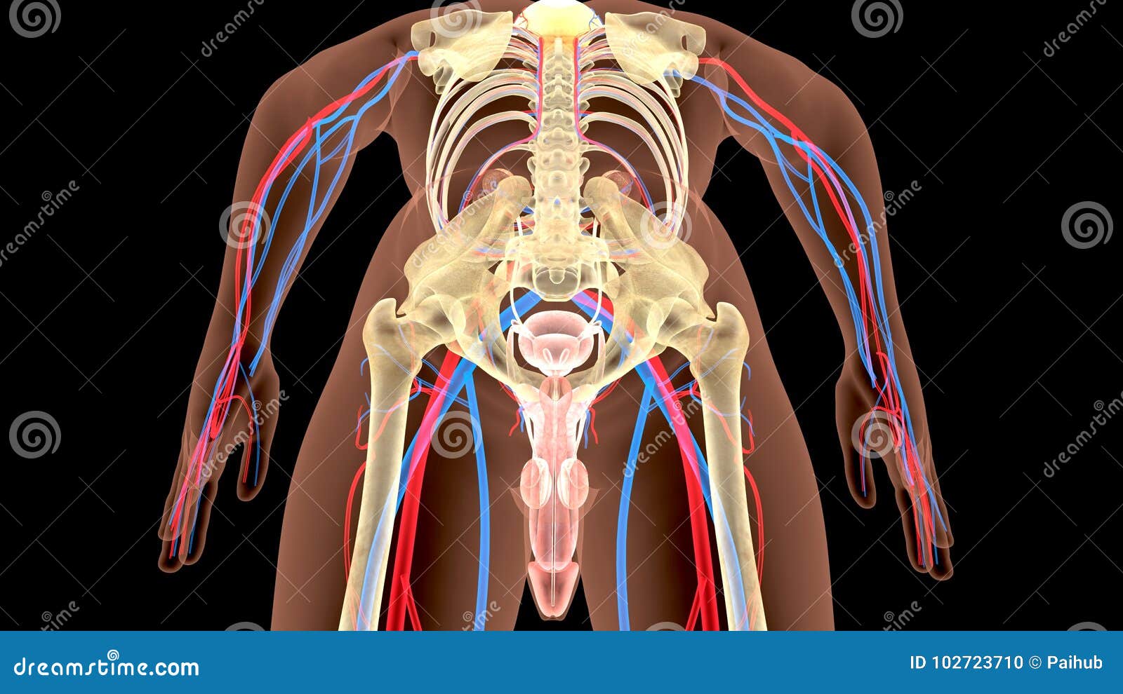 Male Genitourinary System Illustration . 3D Render Stock Illustration ...