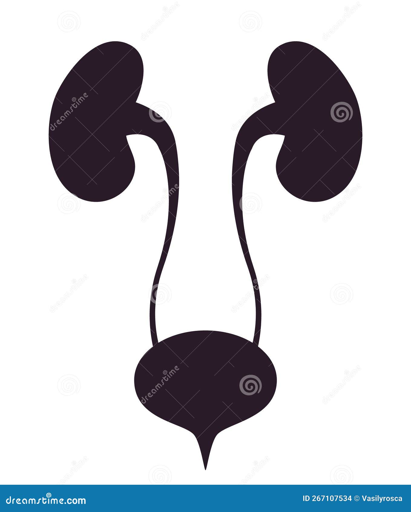 Urinary System Anatomy. Incontinence Biology Infection Uti, Ureter ... Urinary System Anatomy. Incontinence Biology Infection Uti, Ureter ...