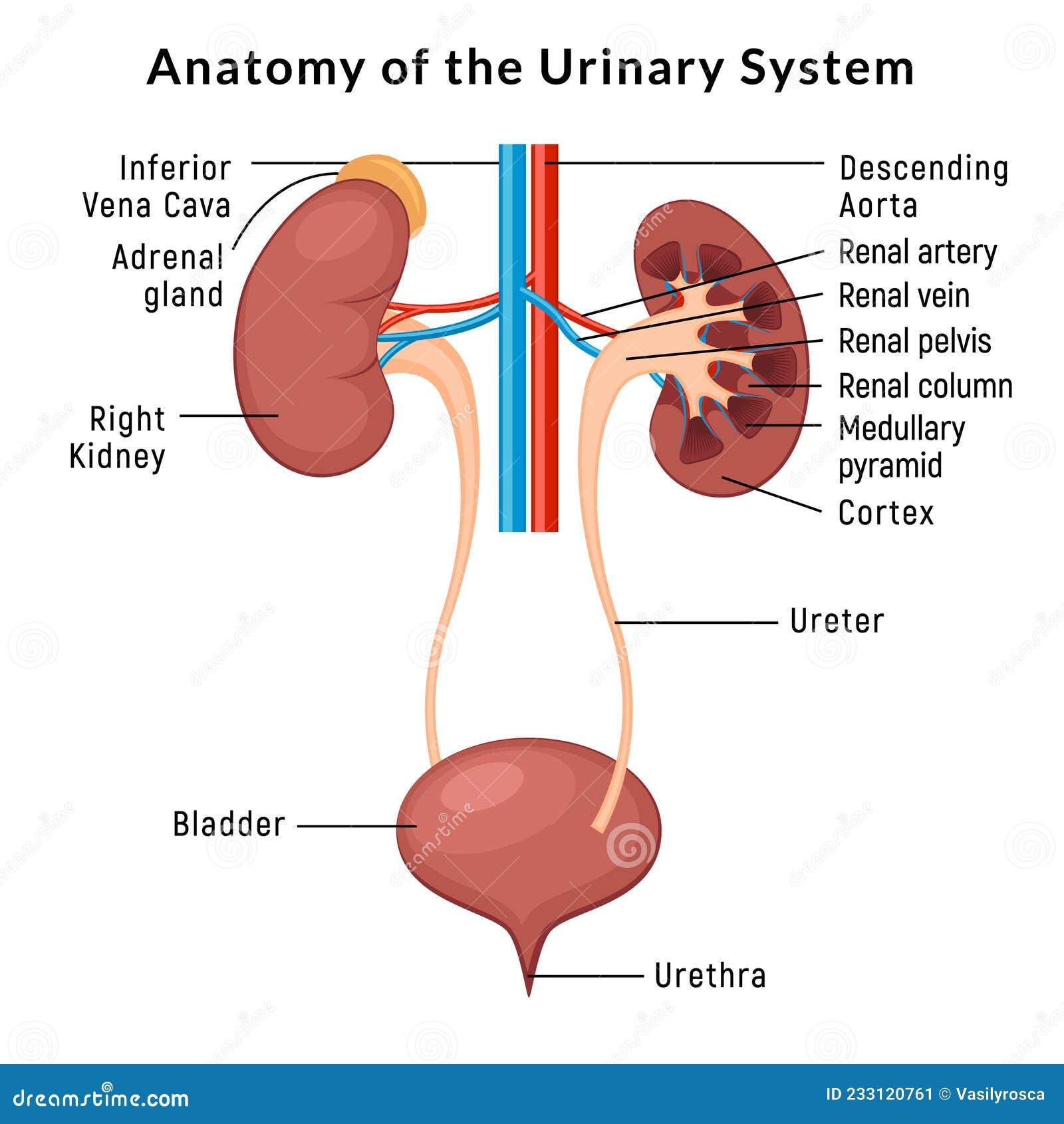 Urinary System Anatomy Incontinence Biology Infection Uti Ureter