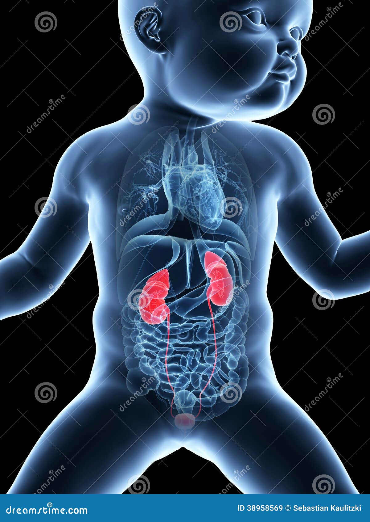 The Urinary System Of A Baby Stock Illustration - Illustration of ...