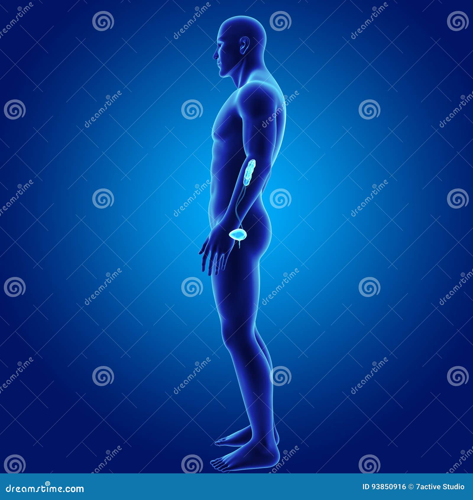 Urinary System with Body Lateral View Stock Illustration - Illustration ...