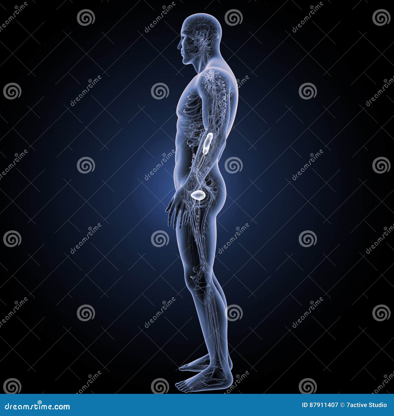 Urinary System with Circulatory System Lateral View Stock Illustration ...