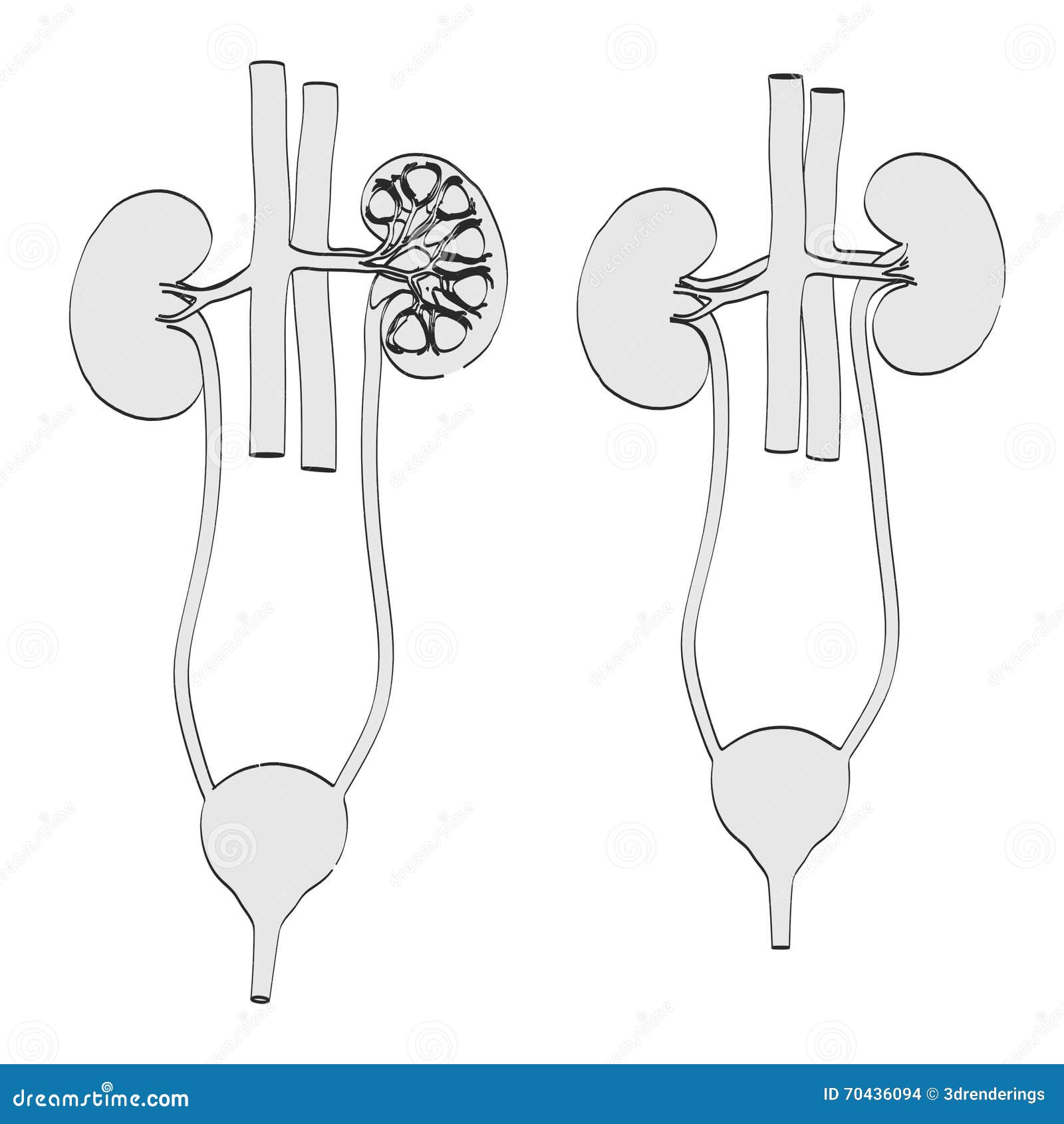 Urinary system stock illustration. Illustration of model - 70436094