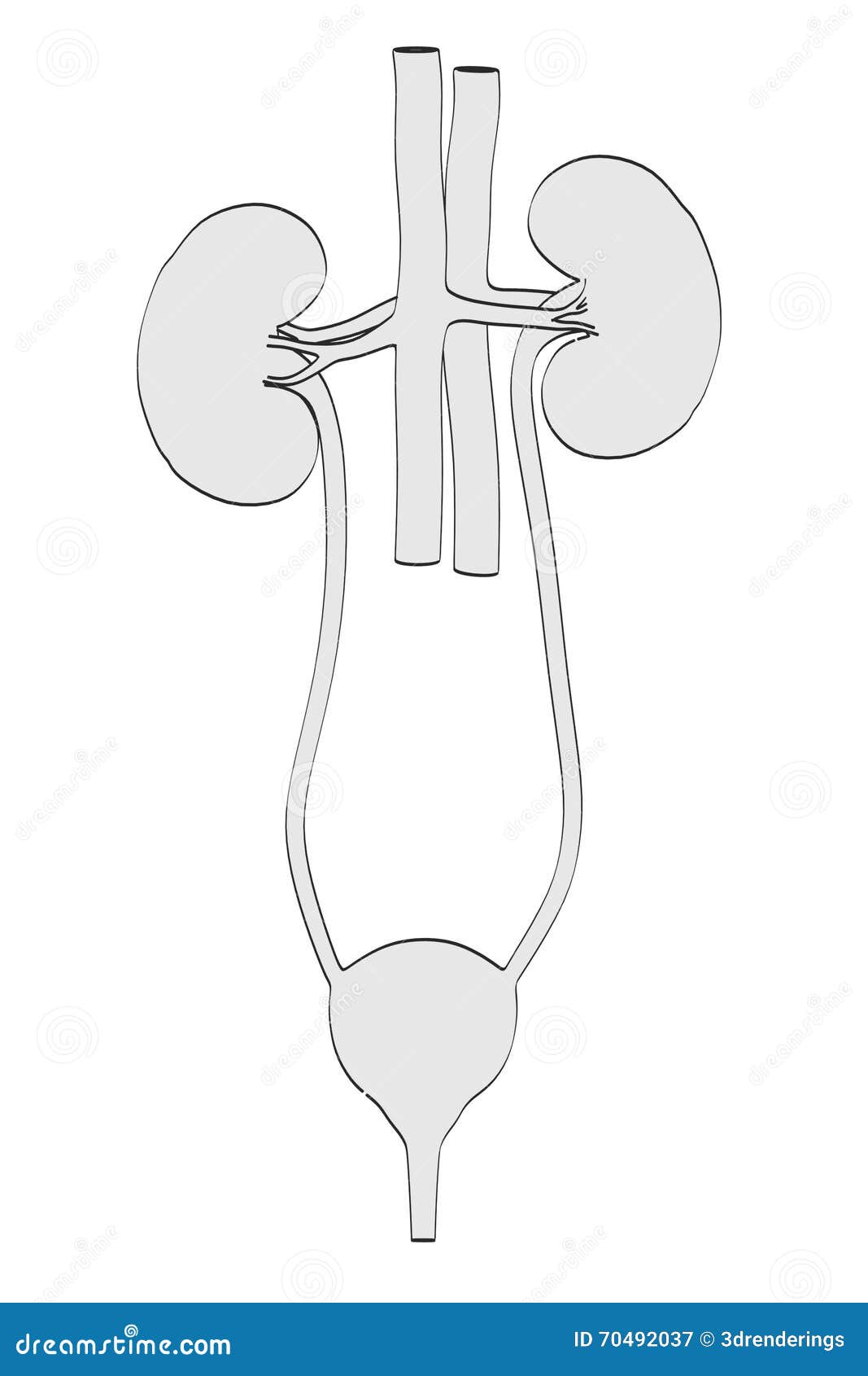 Urinary System Royalty-Free Cartoon | CartoonDealer.com #70492037