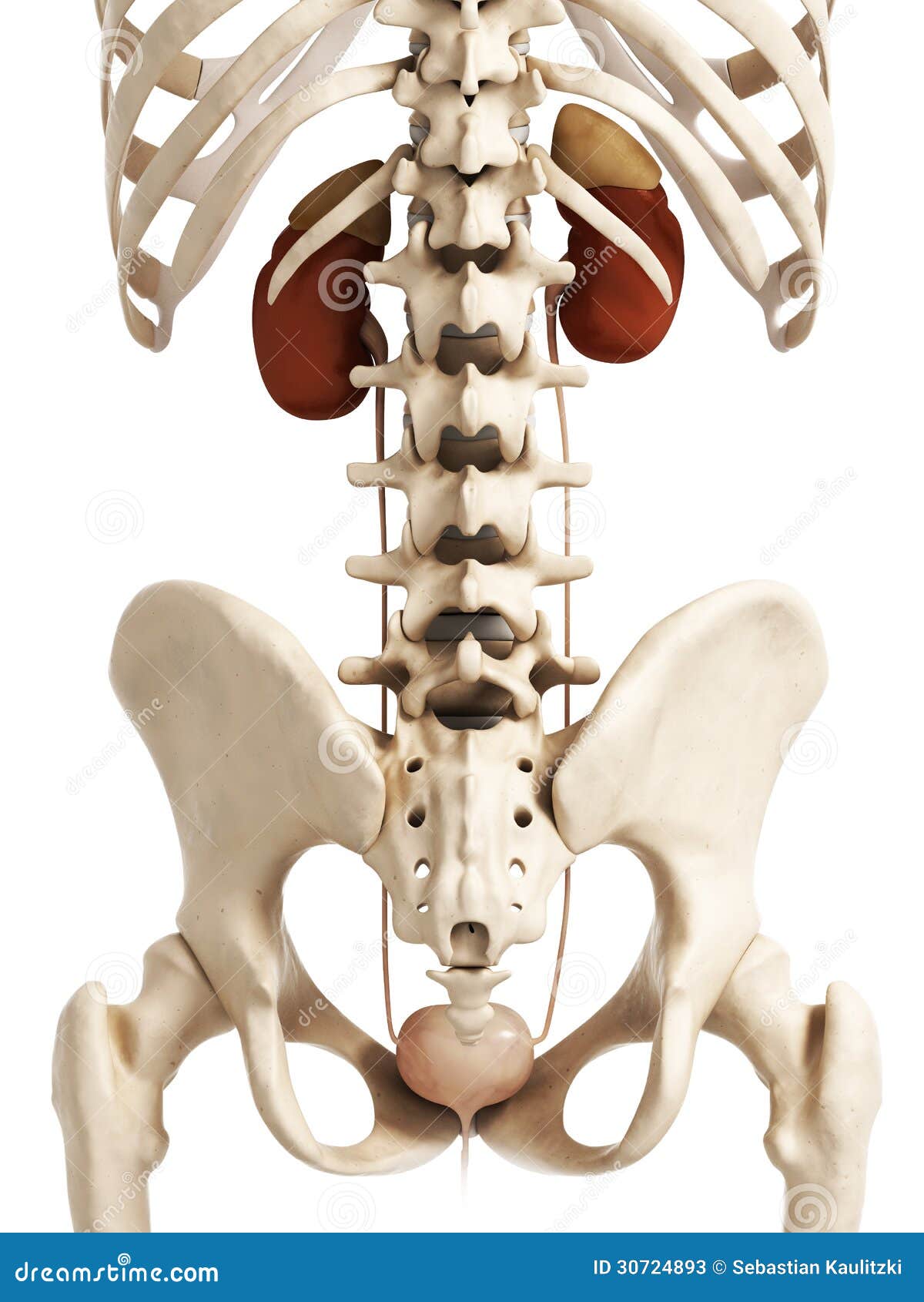 Urinary system stock illustration. Illustration of adrenal - 30724893