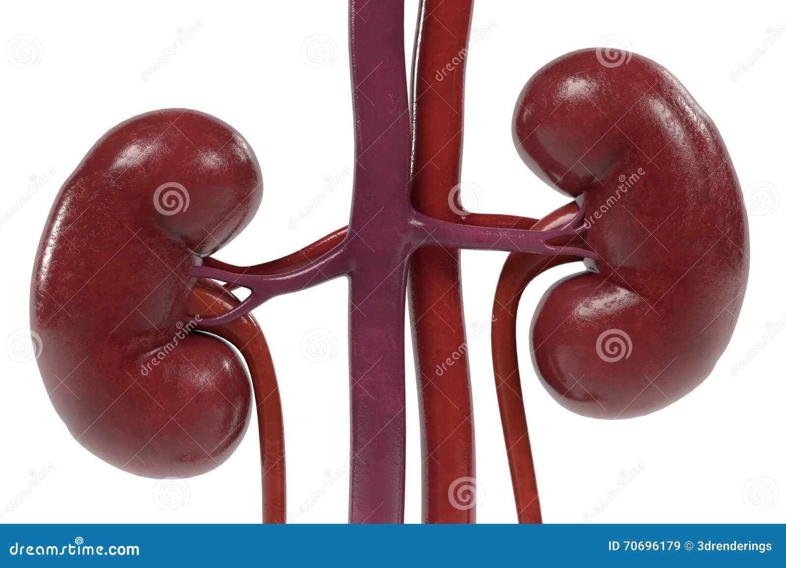 Urinary system stock illustration. Illustration of ureter - 70696179