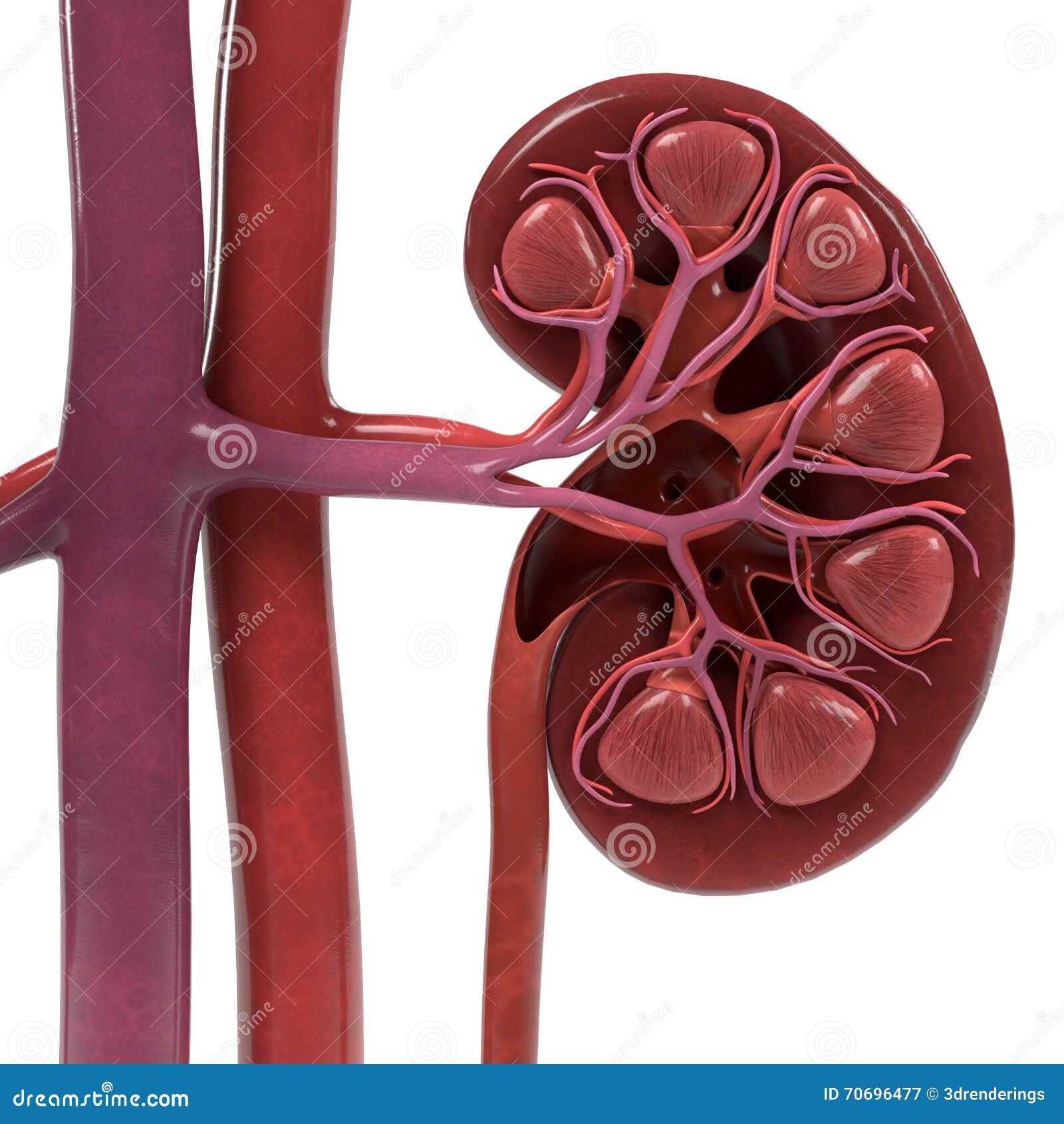 Nefron Cartoons, Illustrations & Vector Stock Images - 57 Pictures to ...