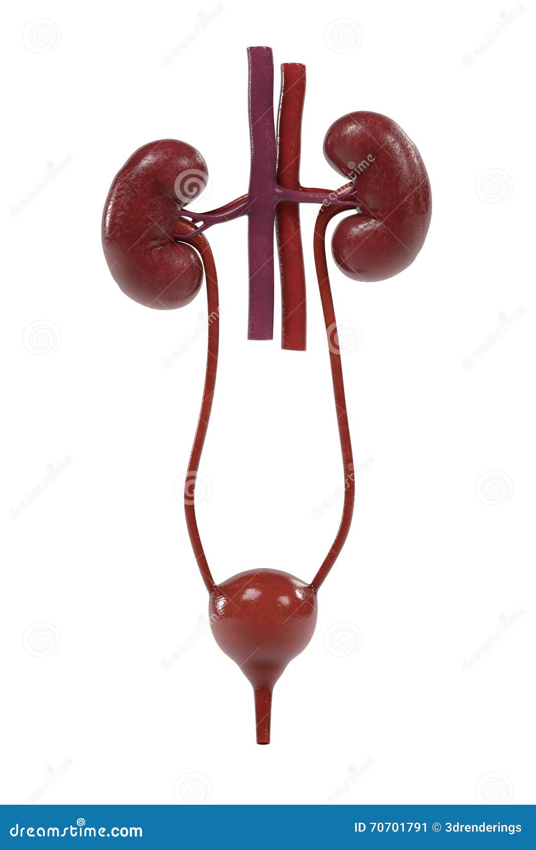 Urinary system stock illustration. Illustration of biology - 70701791