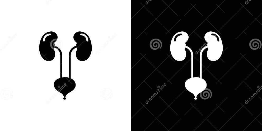 Urinary System Icon Linear Logo Isolated Stock Vector - Illustration of ...