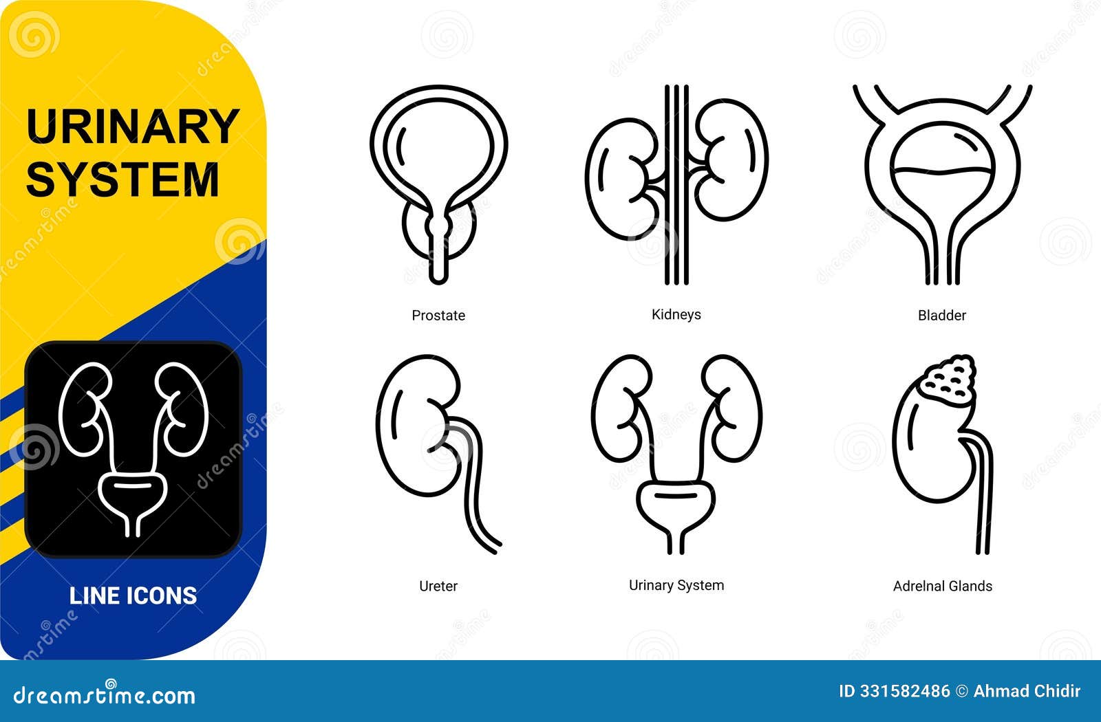 Urinary system Icon Set stock illustration. Illustration of ...