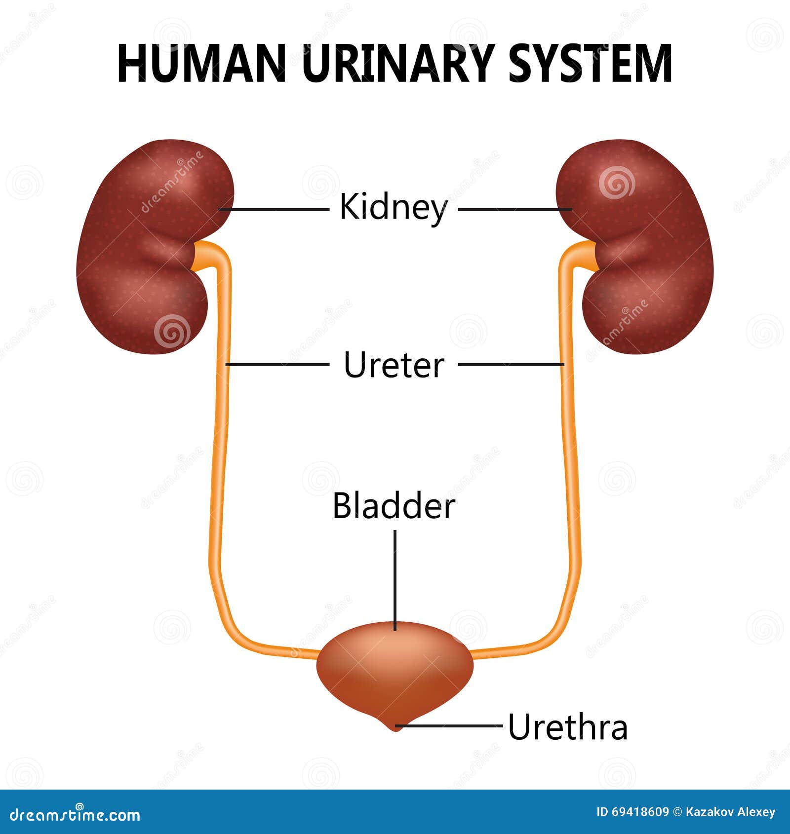 Urinary System Illustration Stock Vector - Illustration of diagram ... Urinary System Illustration Stock Vector - Illustration of diagram ...