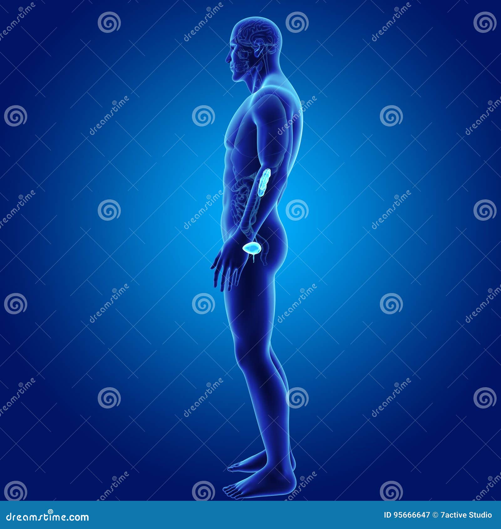 Urinary System with Organs Lateral View Stock Illustration ...