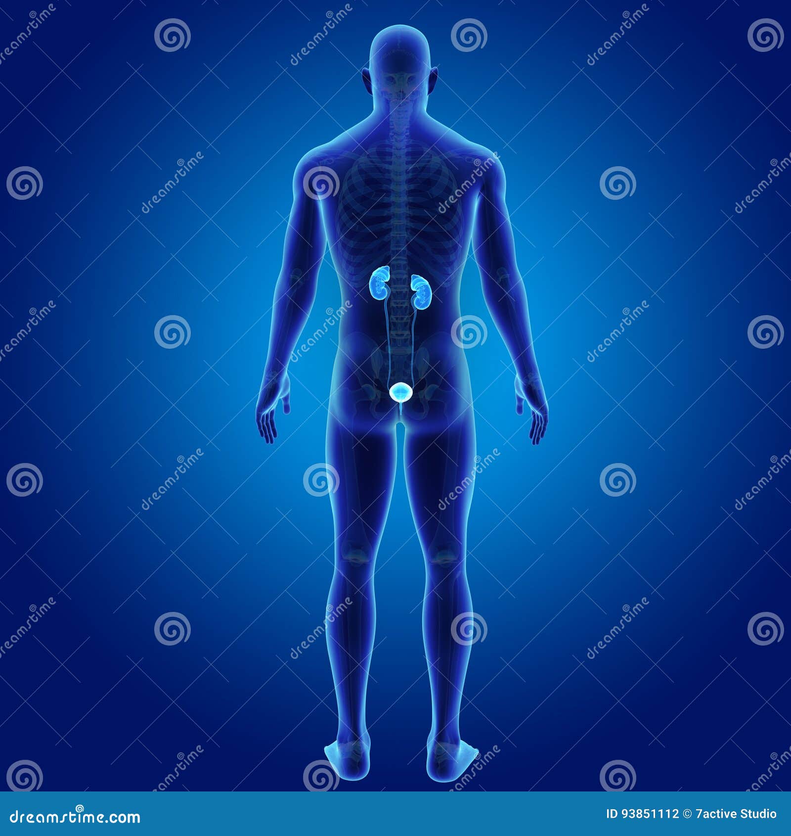 Urinary System with Skeleton Posterior View Stock Illustration ...