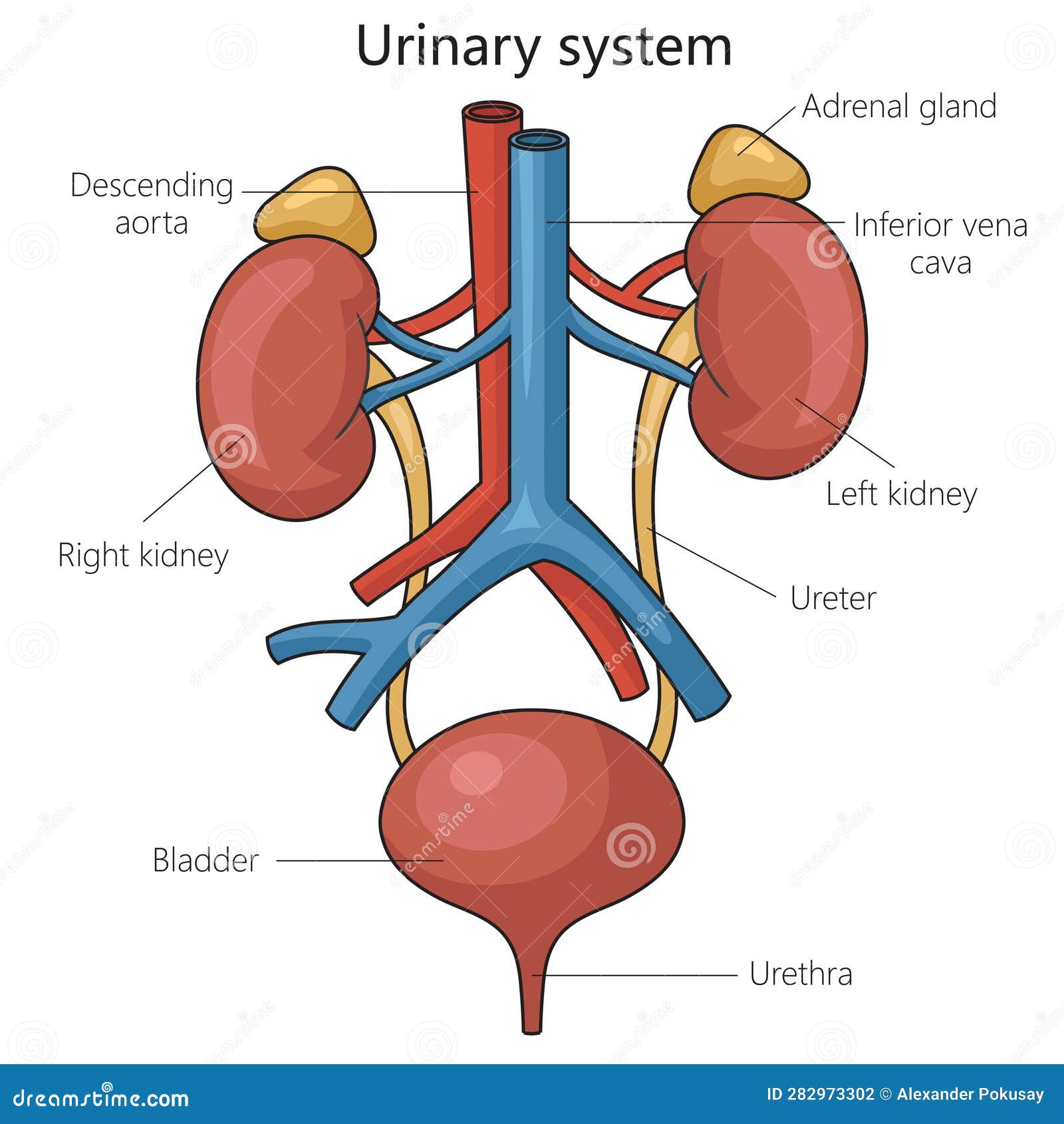 Urinary System Structure Diagram Medical Science Stock Vector ... Urinary System Structure Diagram Medical Science Stock Vector ...