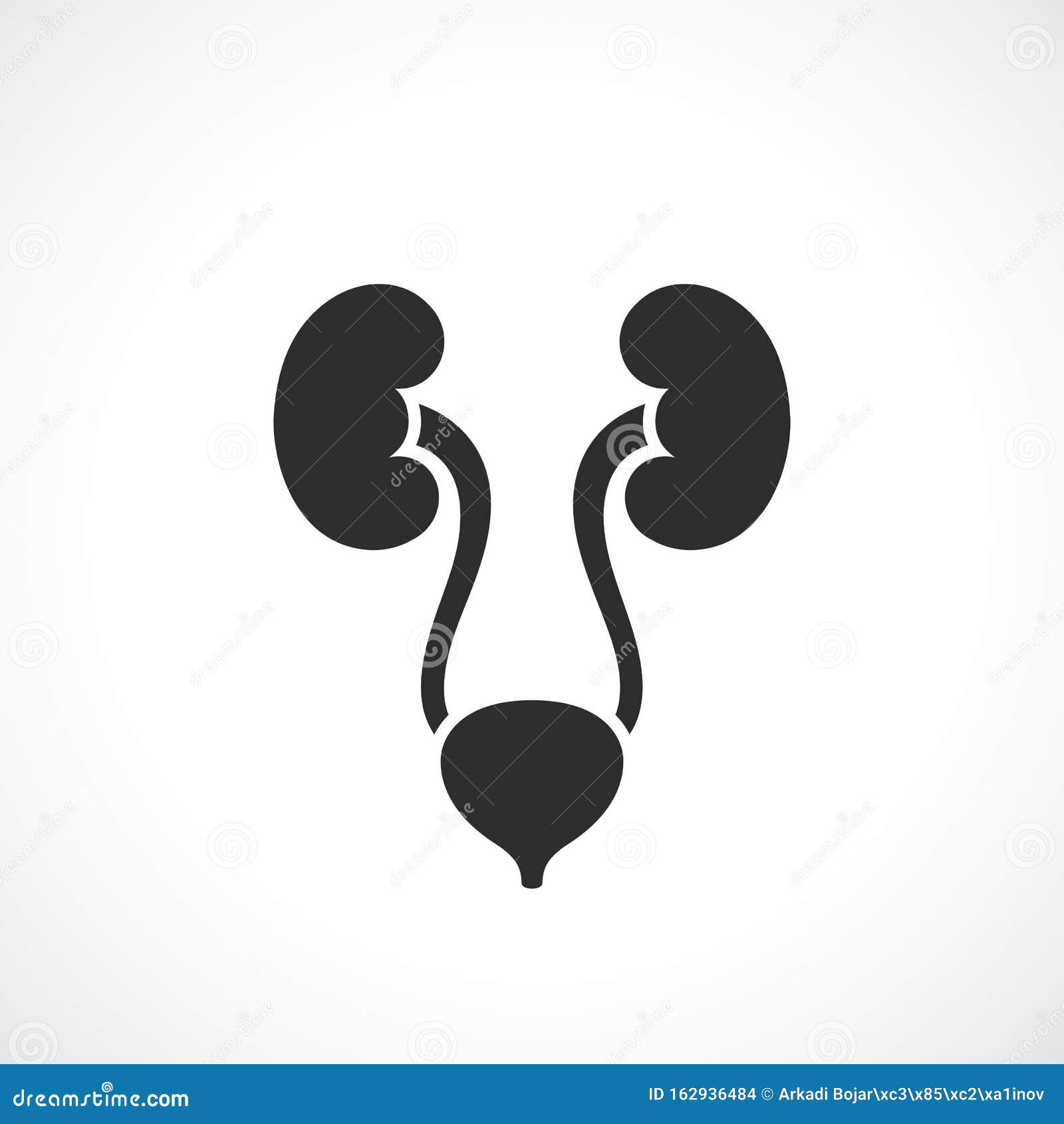 Urinary system vector icon stock vector. Illustration of graphic ...