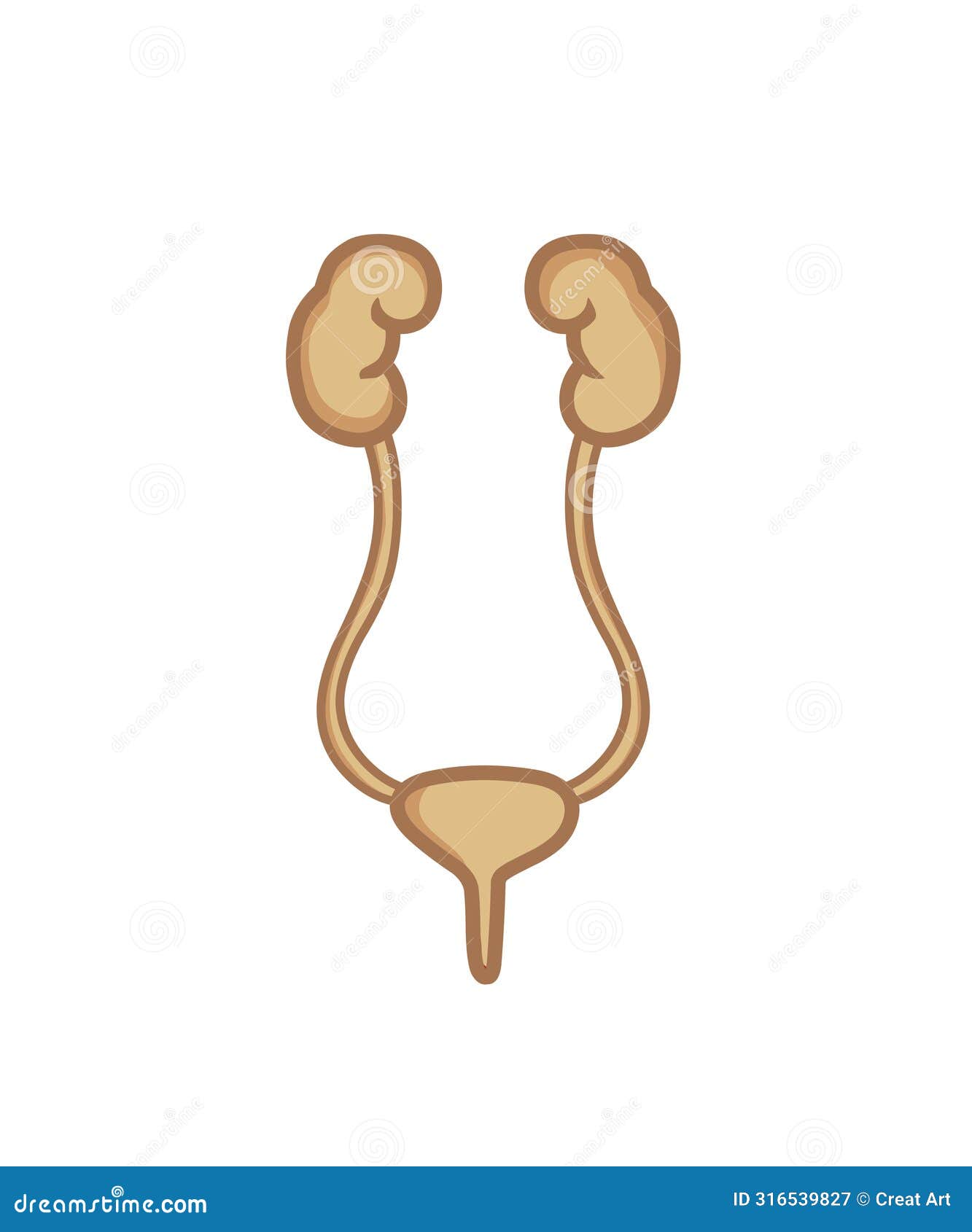 Urinary System Vector Illustration Stock Vector - Illustration of ...