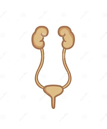 Urinary System Vector Illustration Stock Vector - Illustration of ...