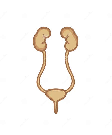 Urinary System Vector Illustration Stock Vector - Illustration of ...