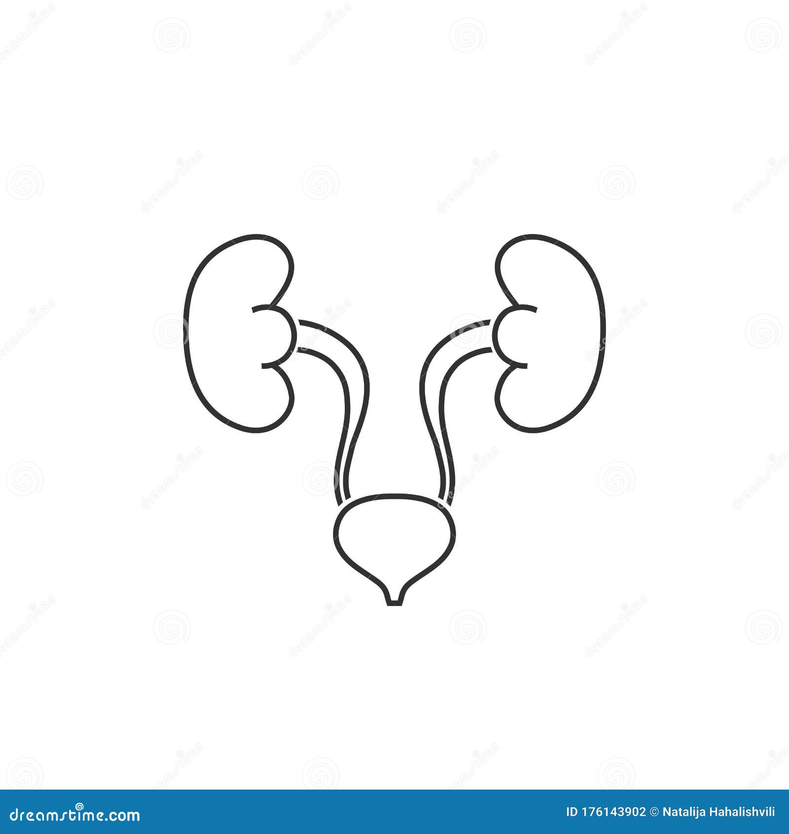 Urinary System Vector Line Icon Isolated White Background Stock Vector ...