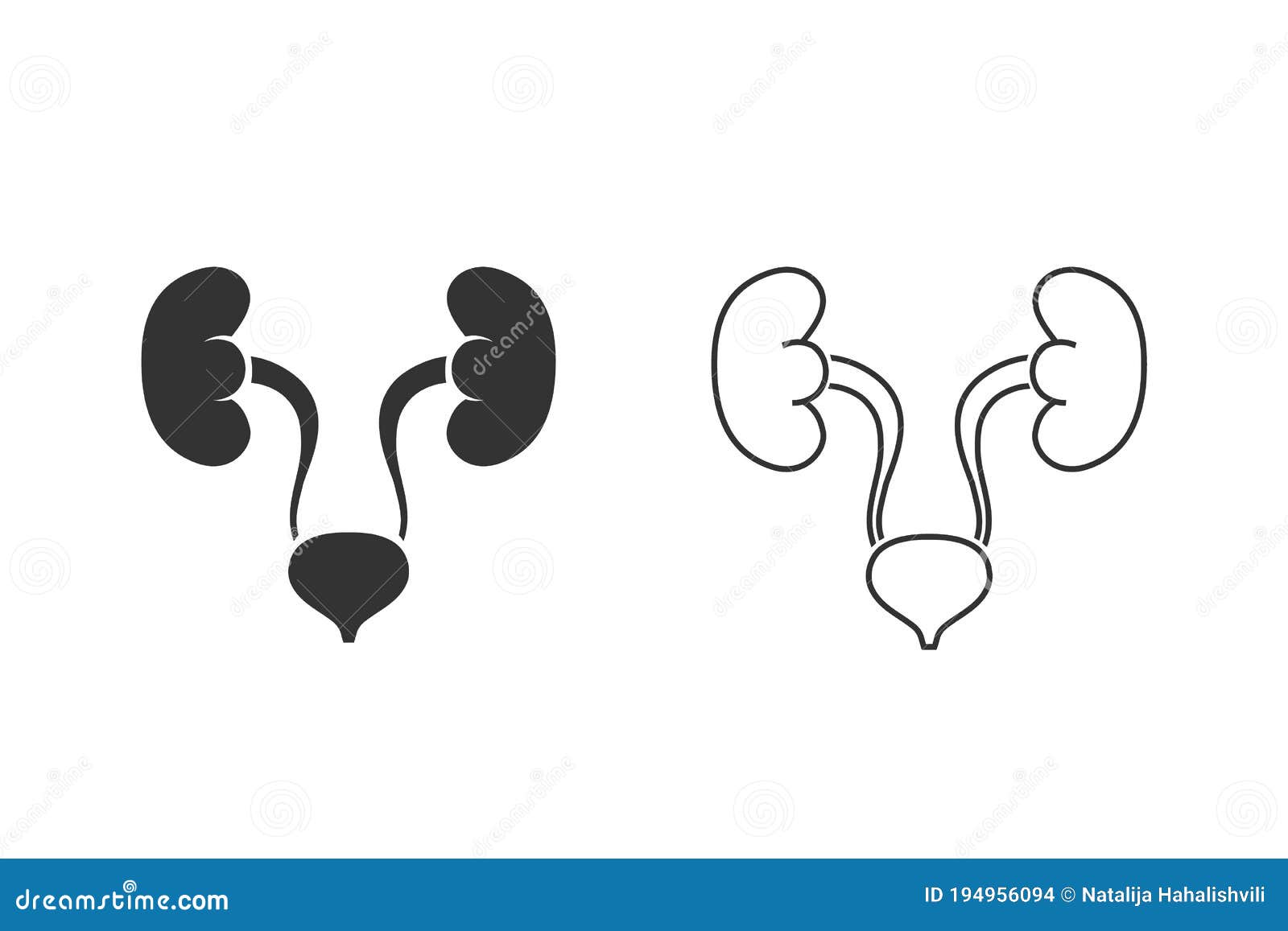 Urinary System Vector Line Icon Set Isolated White Background Stock ...