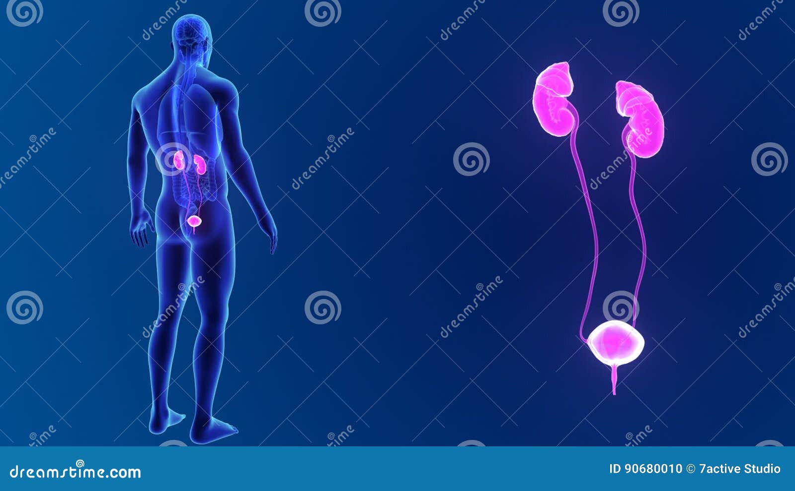 Urinary System Zoom with Organs Stock Footage - Video of organ, bony ...