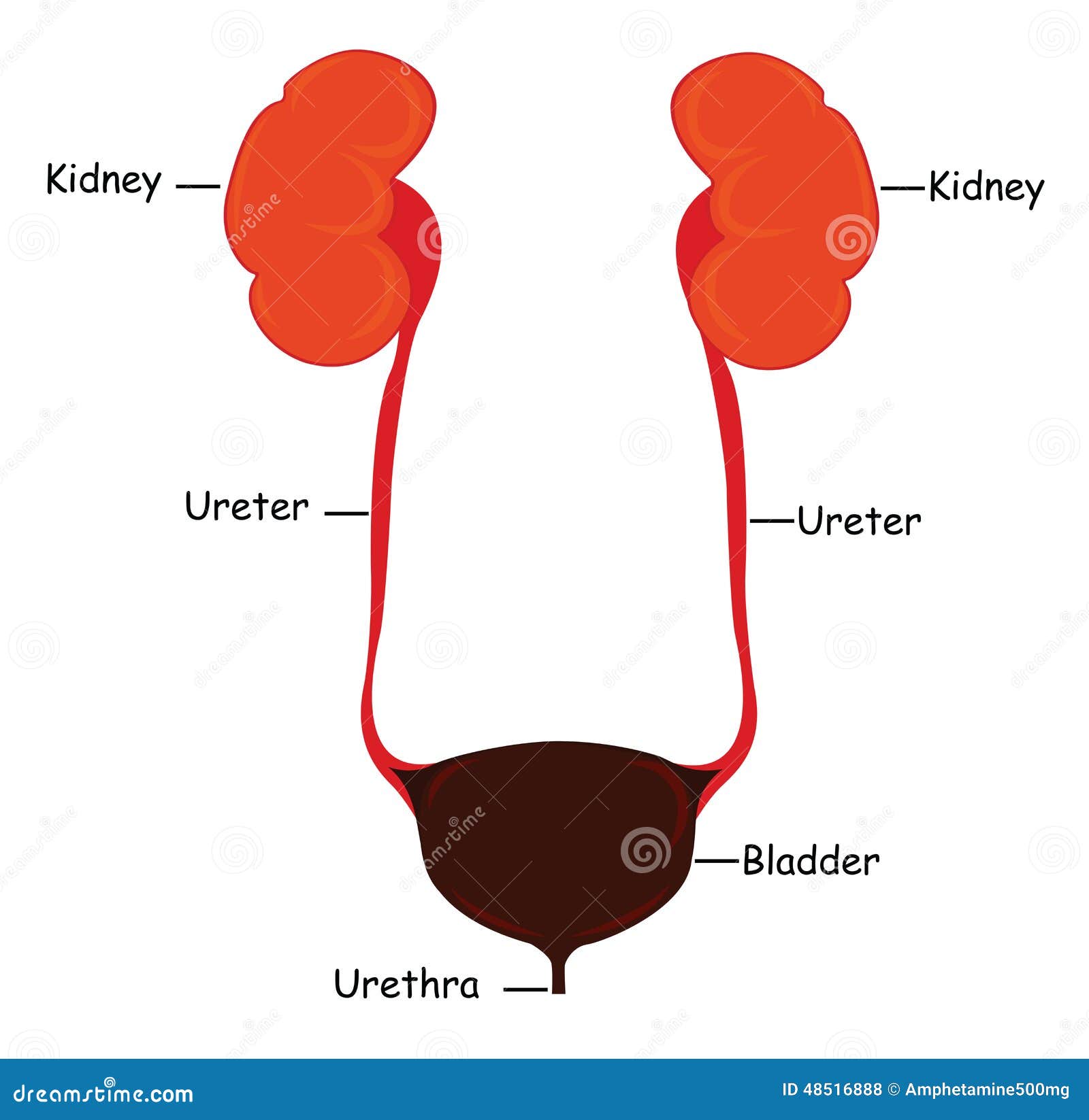Urinary tract stock illustration. Illustration of urethra - 48516888