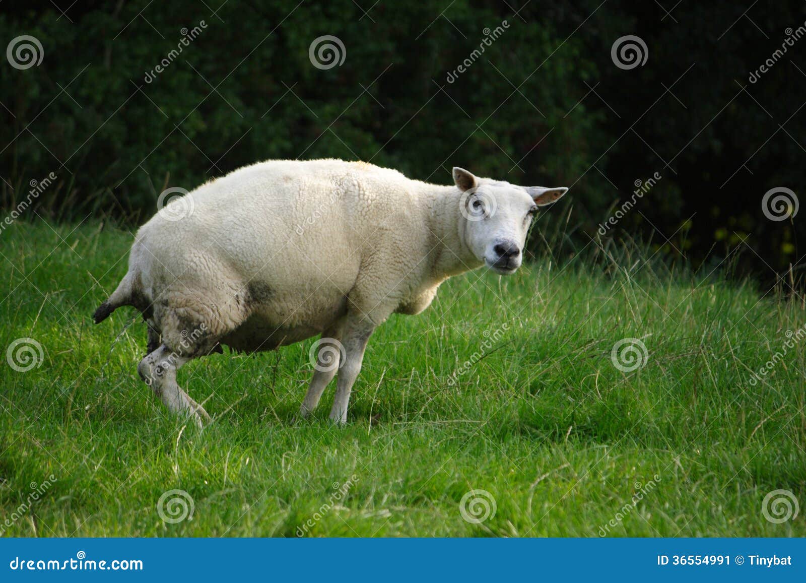 Urinating sheep stock image. Image of excrete, ranch - 36554991